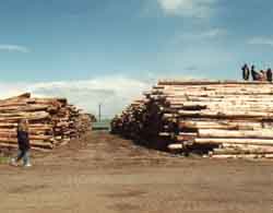 OREN Info sheet - Logging in Vic / An environmental economic approach